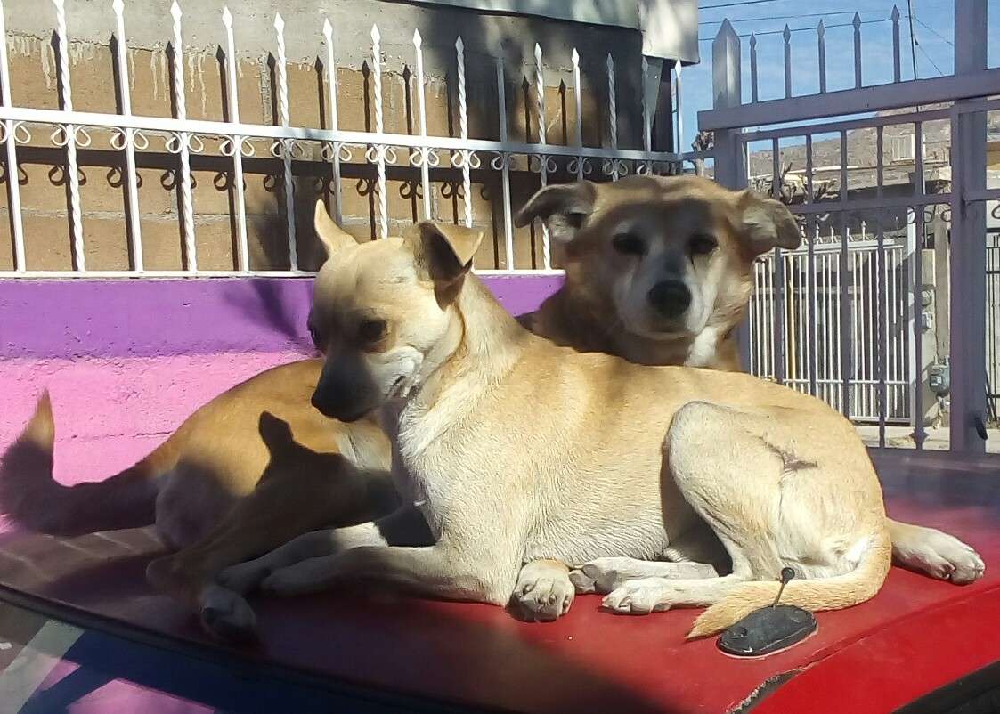 Buscan a perrito extraviado | La Opción de Chihuahua