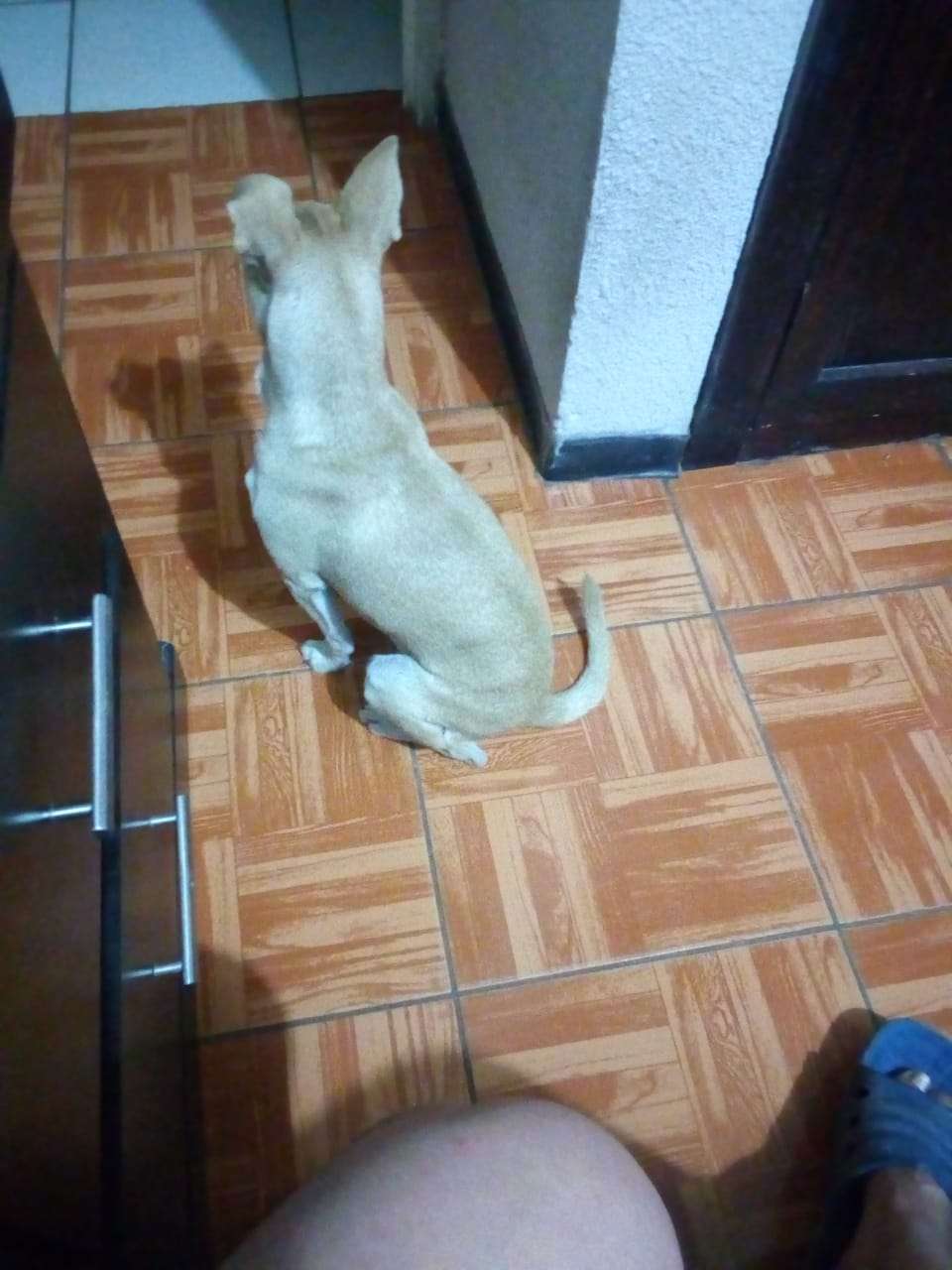 Buscan a perrito extraviado | La Opción de Chihuahua