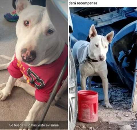 Ofrecen recompensa por perrito extraviado | La Opción de Chihuahua