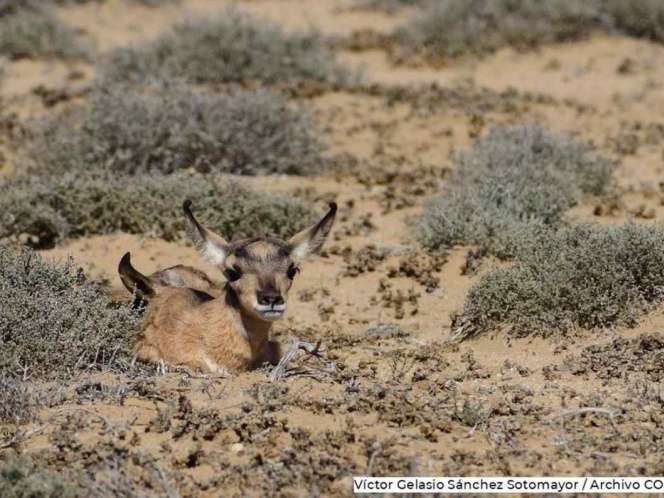 Se recupera población de berrendo en bc y bcs | La Opción de Chihuahua
