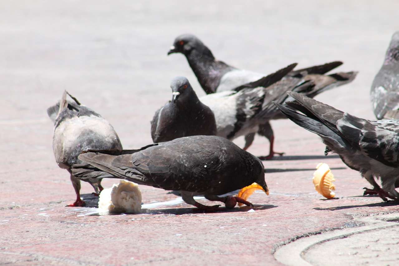 Disfrutan palomas refrescante nieve de la liber | La Opción de Chihuahua