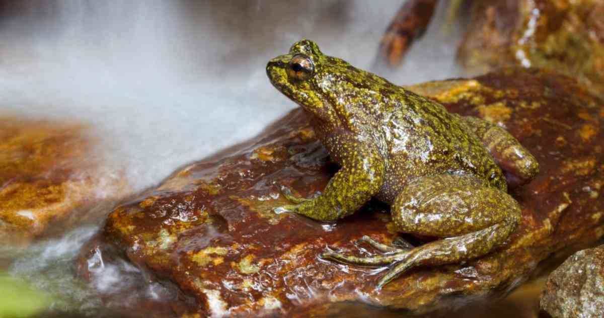 Corren riesgo de desaparecer 26 especies de ranas antes del 2040 | La ...