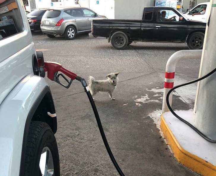 Gasolin el perrito que se viralizó en instagram | La Opción de Chihuahua