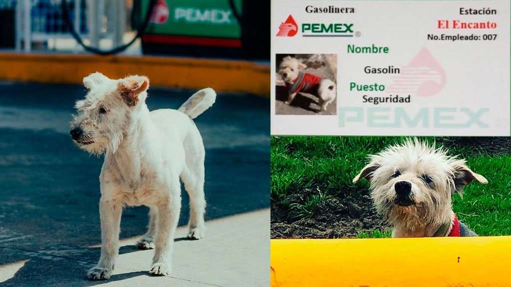 Gasolin el perrito que se viralizó en instagram | La Opción de Chihuahua