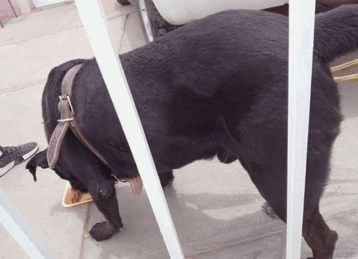 Se gratifica por encontrar perro extraviado | La Opción de Chihuahua