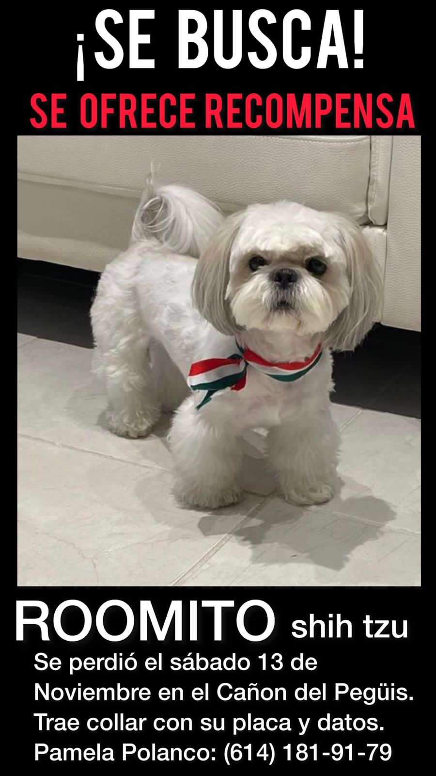 Ofrecen recompensa por perrito extraviado | La Opción de Chihuahua