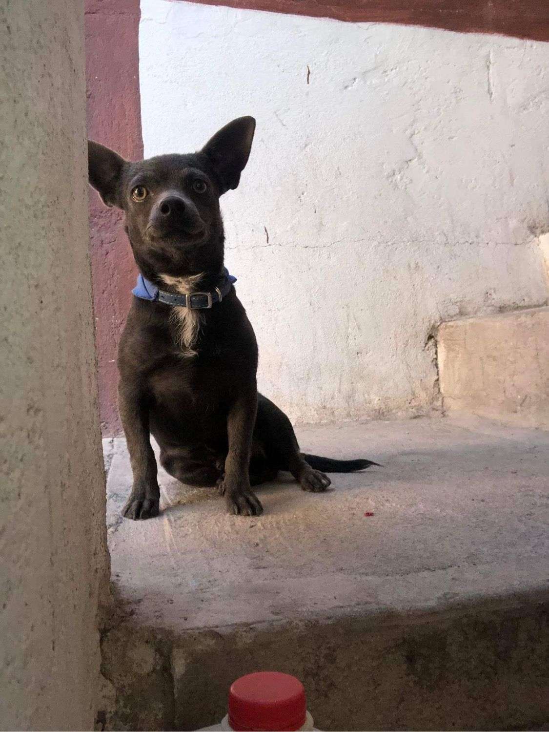 Buscan a perro extraviado | La Opción de Chihuahua