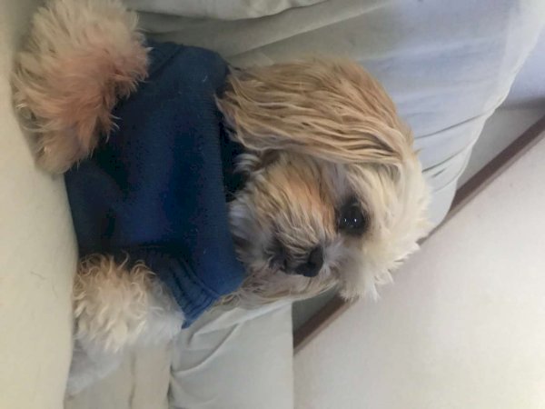 Solicitan apoyo para encontrar a perrito extraviado | La Opción de ...