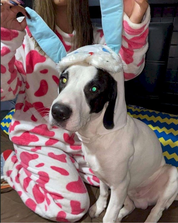 Piden ayuda para encontrar perrito extraviado | La Opción de Chihuahua