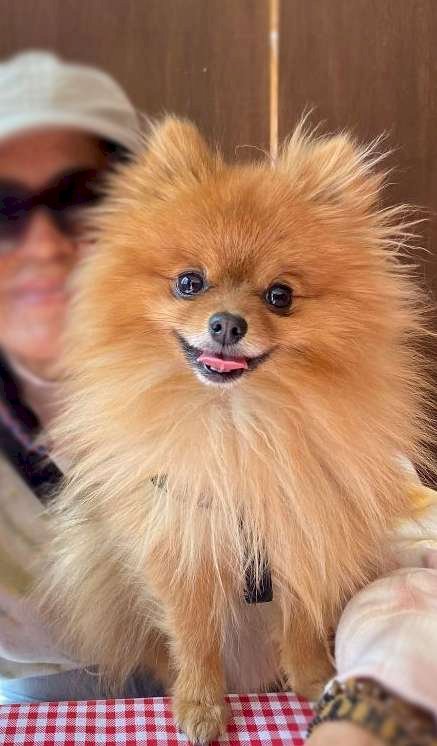 Piden ayuda para encontrar perro extraviado | La Opción de Chihuahua