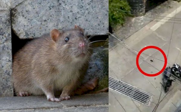 Cae rata desde edificio sin morir | La Opción de Chihuahua