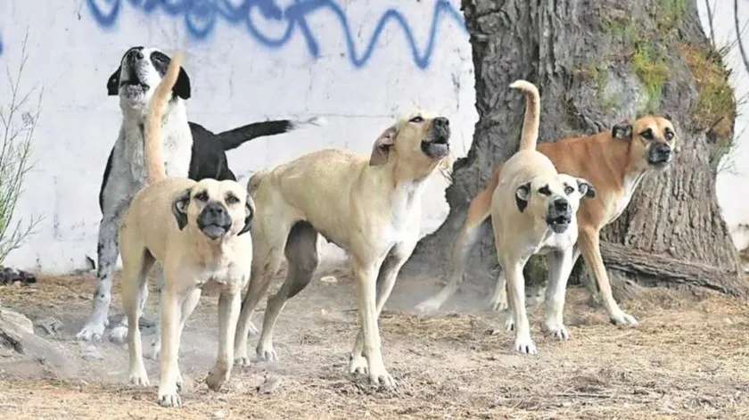 Devora jauría de perros a hombre en predio agrícola | La Opción de ...