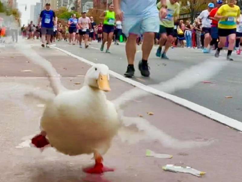 Wrinke, el pato con tenis que corrió el maratón en Nueva York | La ...