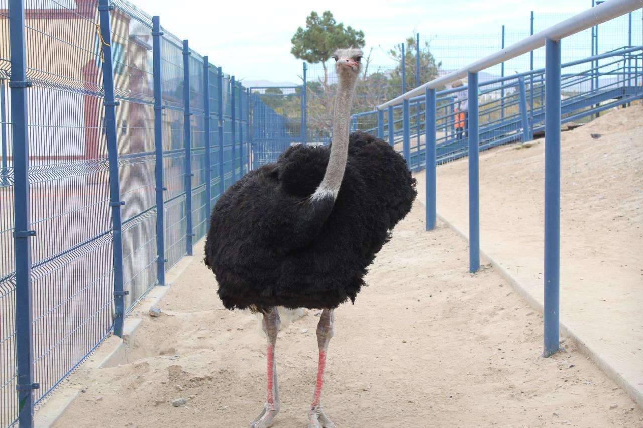 Muere Thomas, avestruz que habitó 20 años en Parque Central | La Opción ...