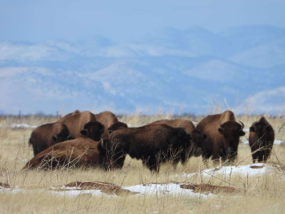 Muestran majestuosidad de bisontes de Janos durante nevada | La Opción ...