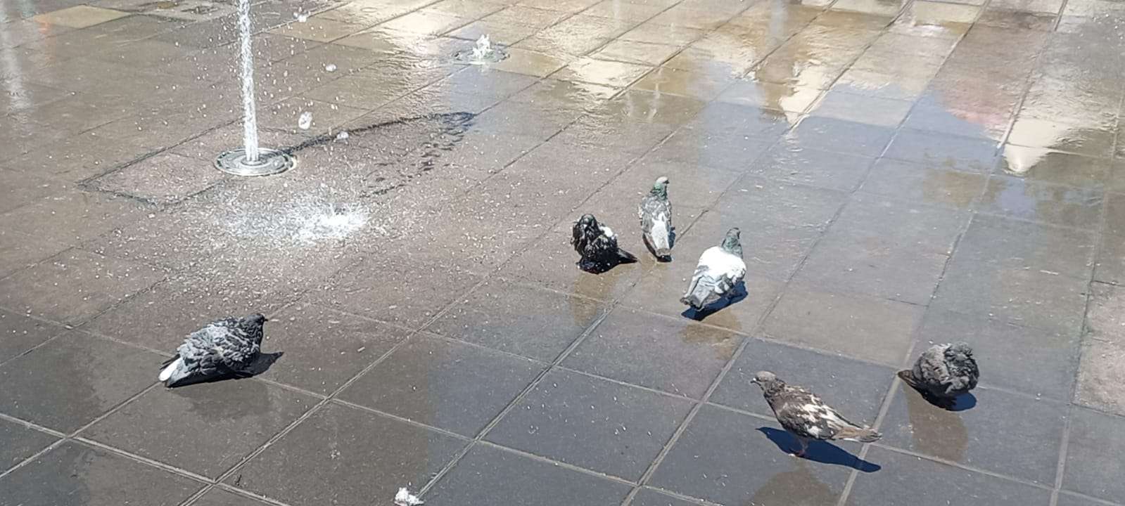 Palomas se refrescan en fuentes del centro | La Opción de Chihuahua
