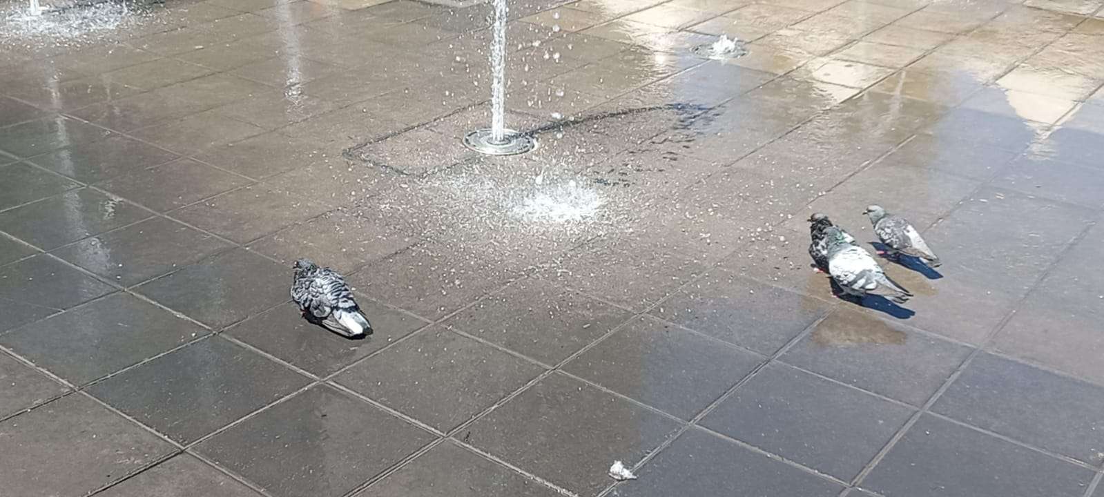 Palomas se refrescan en fuentes del centro | La Opción de Chihuahua