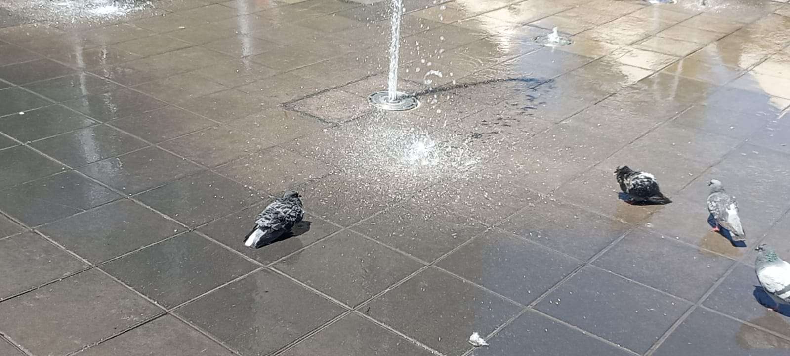 Palomas se refrescan en fuentes del centro | La Opción de Chihuahua