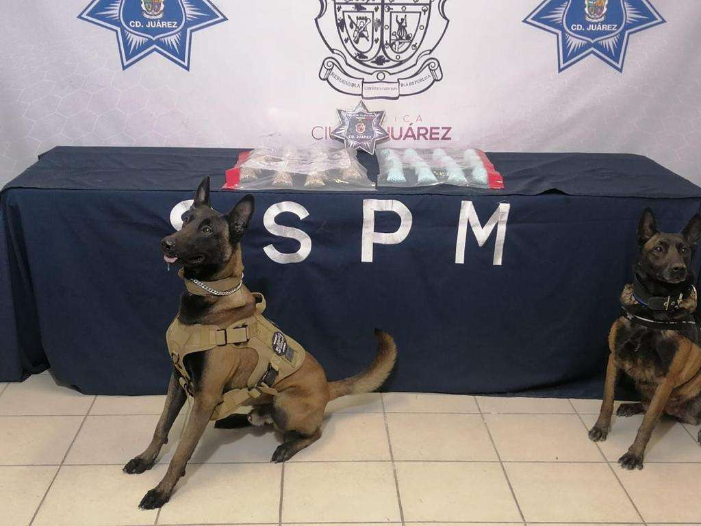 Durante el segundo año de la actual administración la división K9 de la ...