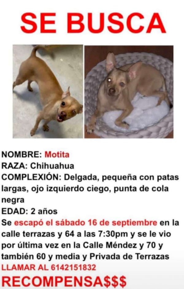 Buscan a Motita; Escapó de casa el pasado 16 de septiembre | La Opción ...