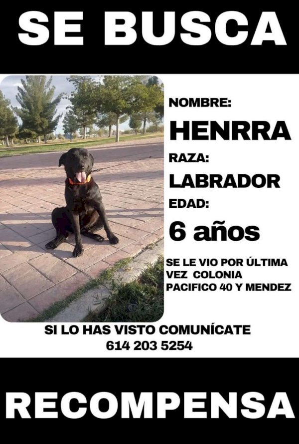 Se busca perro labrador de seis años | La Opción de Chihuahua