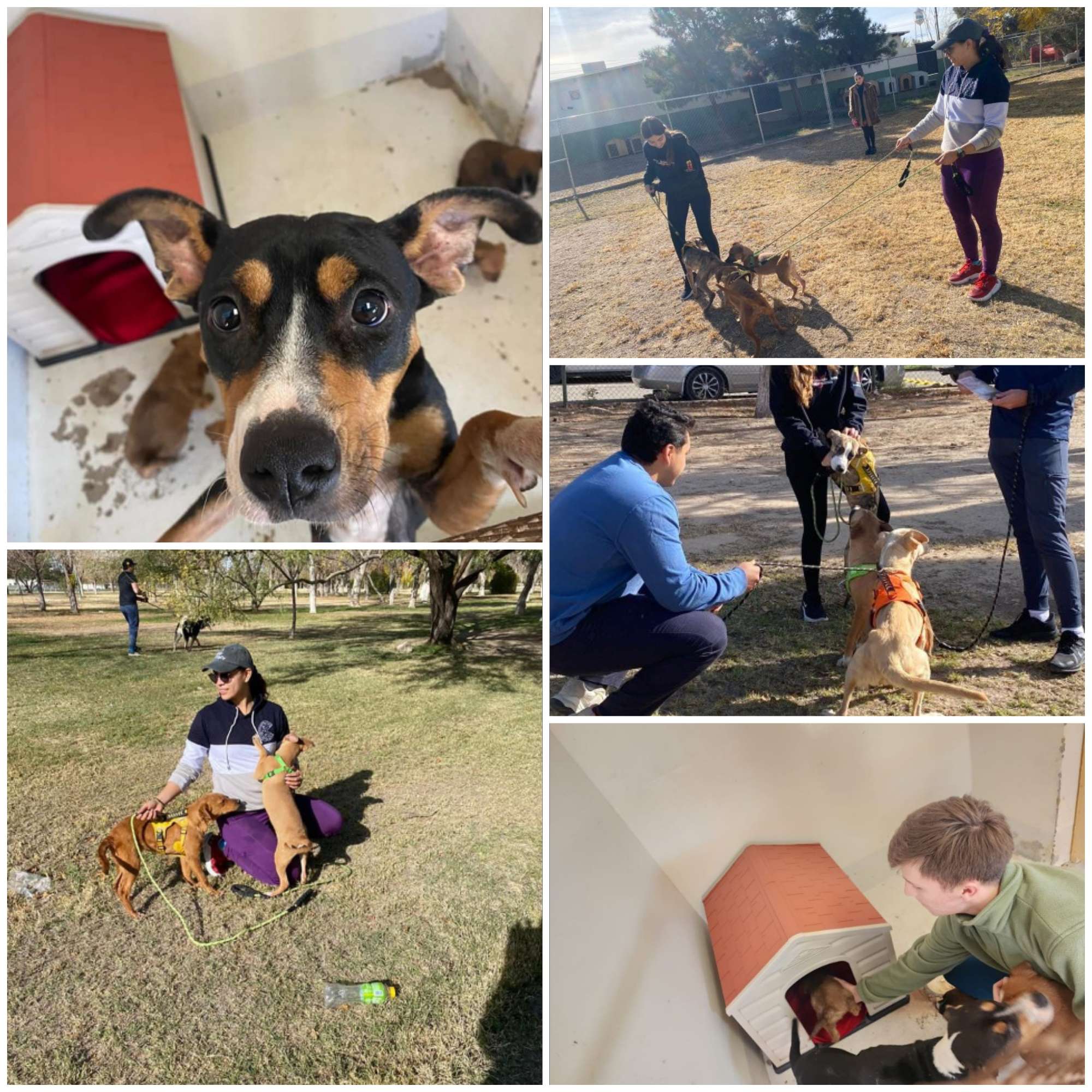 Apoya Paseo con Huellitas a mascotas rescatadas | La Opción de Chihuahua