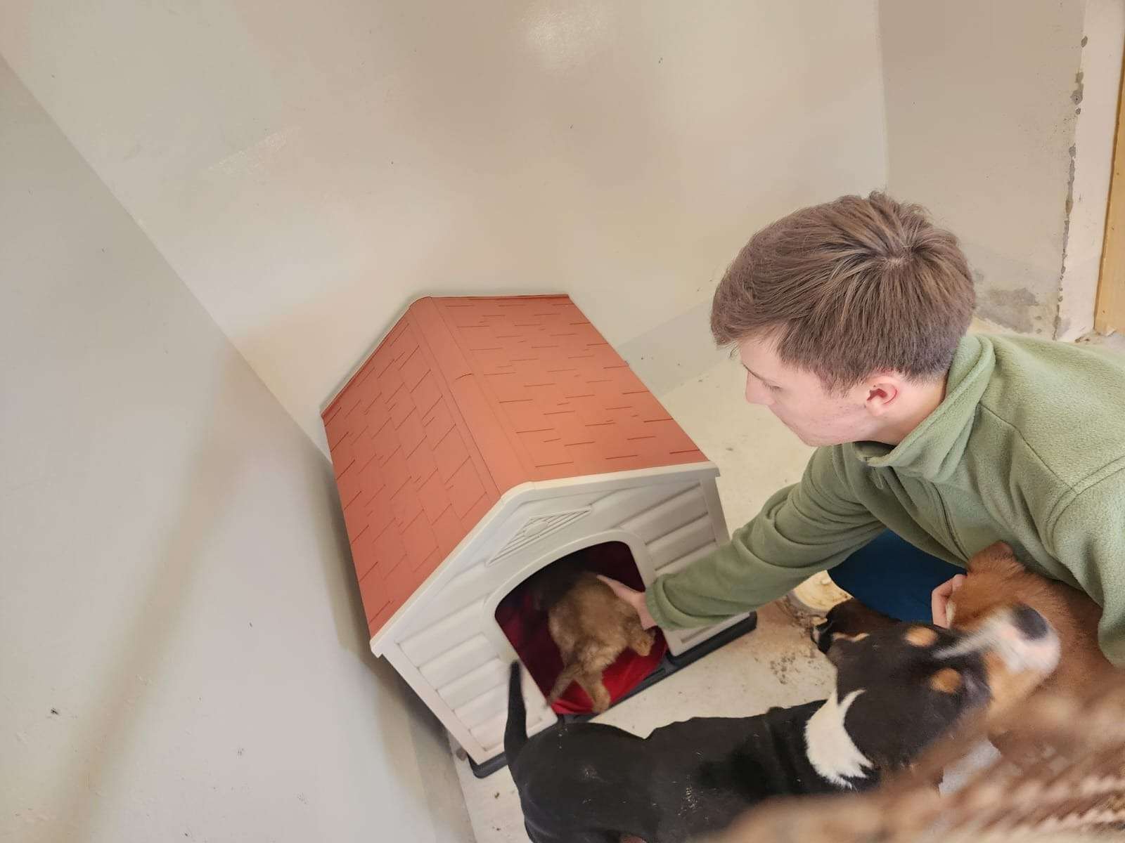 Apoya Paseo con Huellitas a mascotas rescatadas | La Opción de Chihuahua