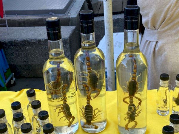 Ofrece mezcal con alacrán elaborado de manera artesanal | La Opción de ...