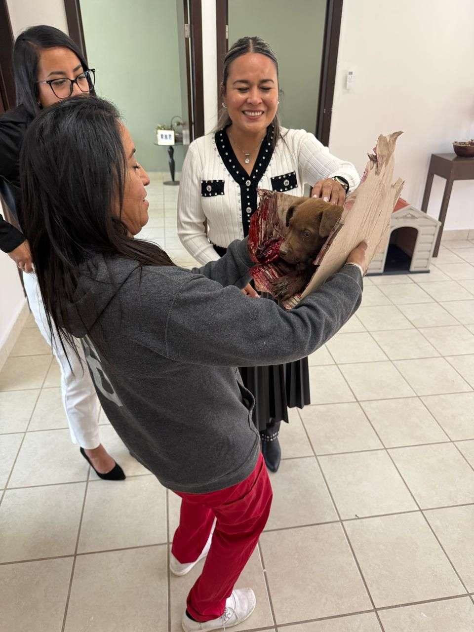 Rescatan a perrito atropellado lo canalizan a Bienestar Animal | La ...