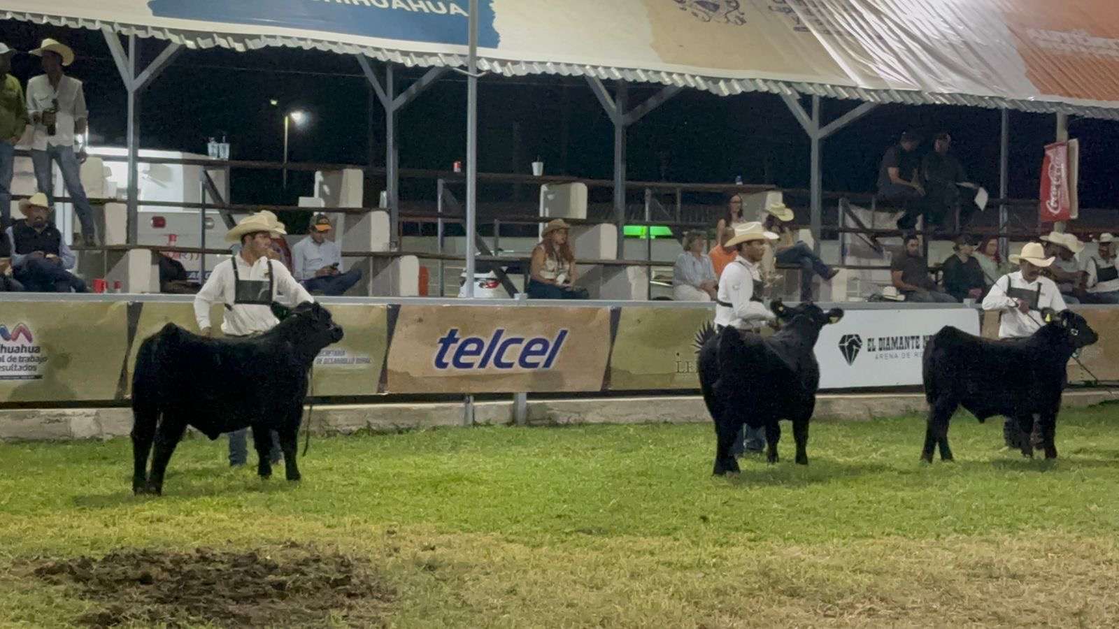 Seleccionan a los mejores becerros Angus en la Expogan | La Opción de ...