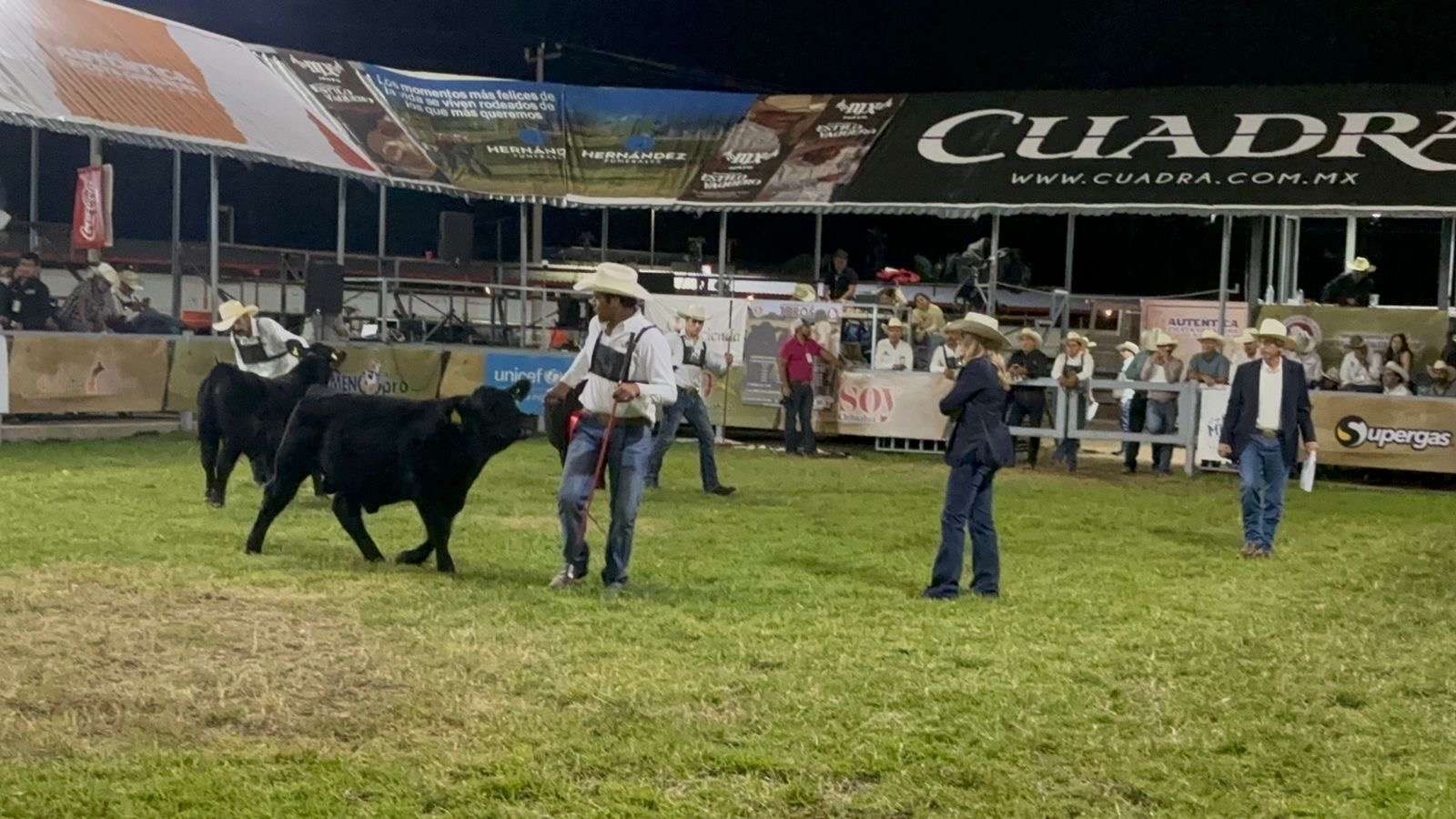 Seleccionan a los mejores becerros Angus en la Expogan | La Opción de ...