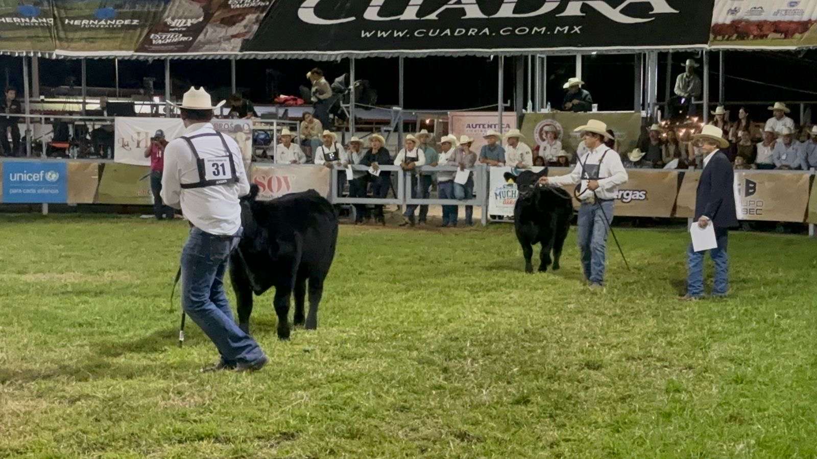 Seleccionan a los mejores becerros Angus en la Expogan | La Opción de ...