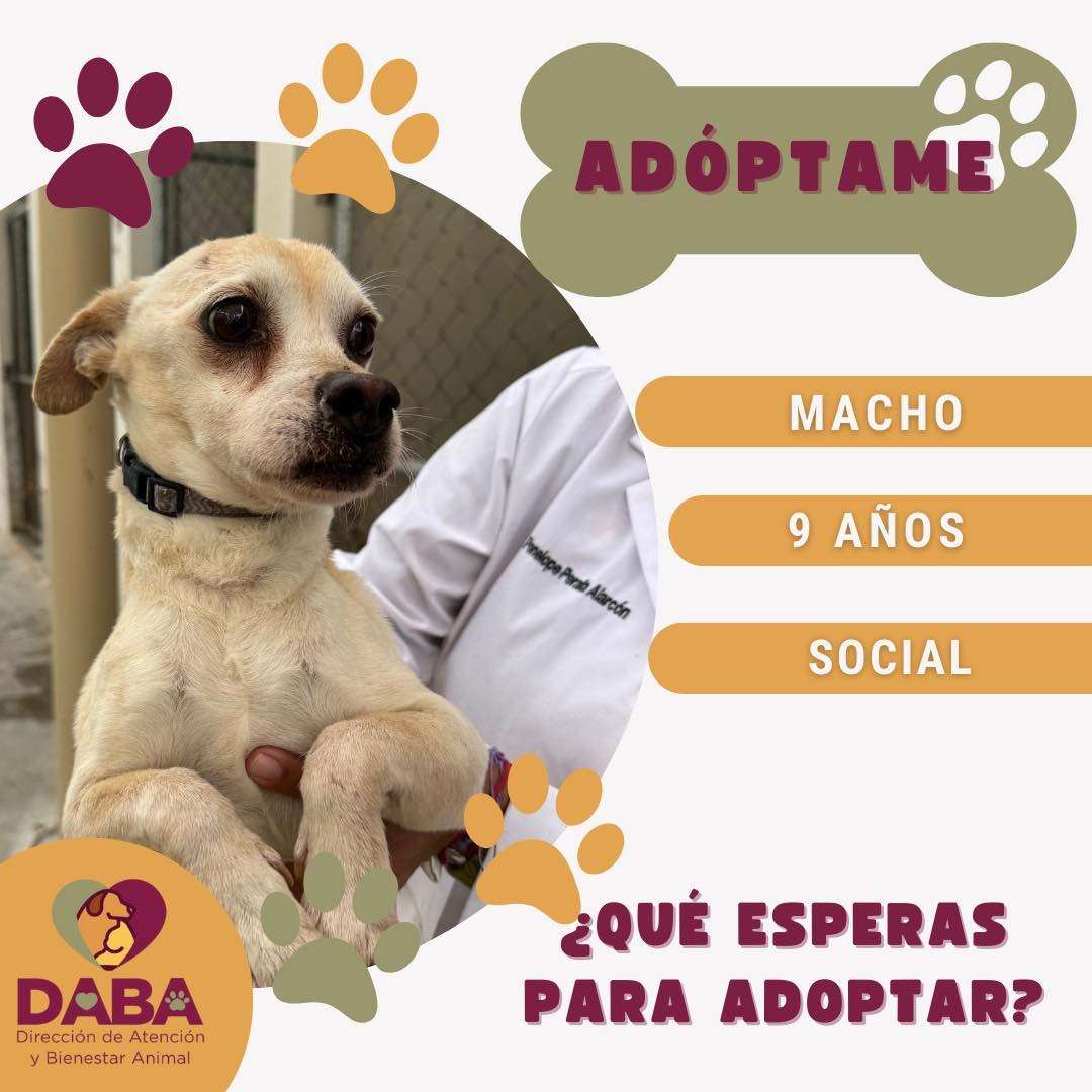 Tiene DABA 35 perritos y 15 gatos en adopción | La Opción de Chihuahua