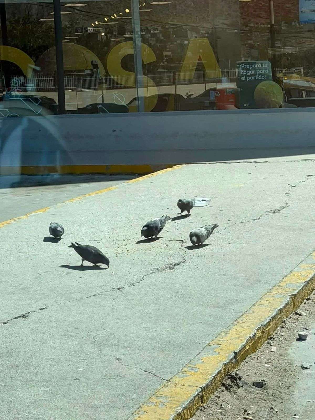 Se viraliza parquero que alimenta palomas como gesto de bondad | La ...
